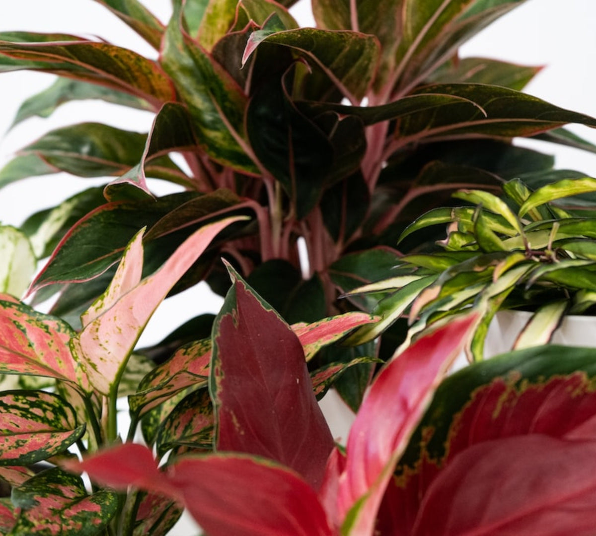 All – Sturon Nursery