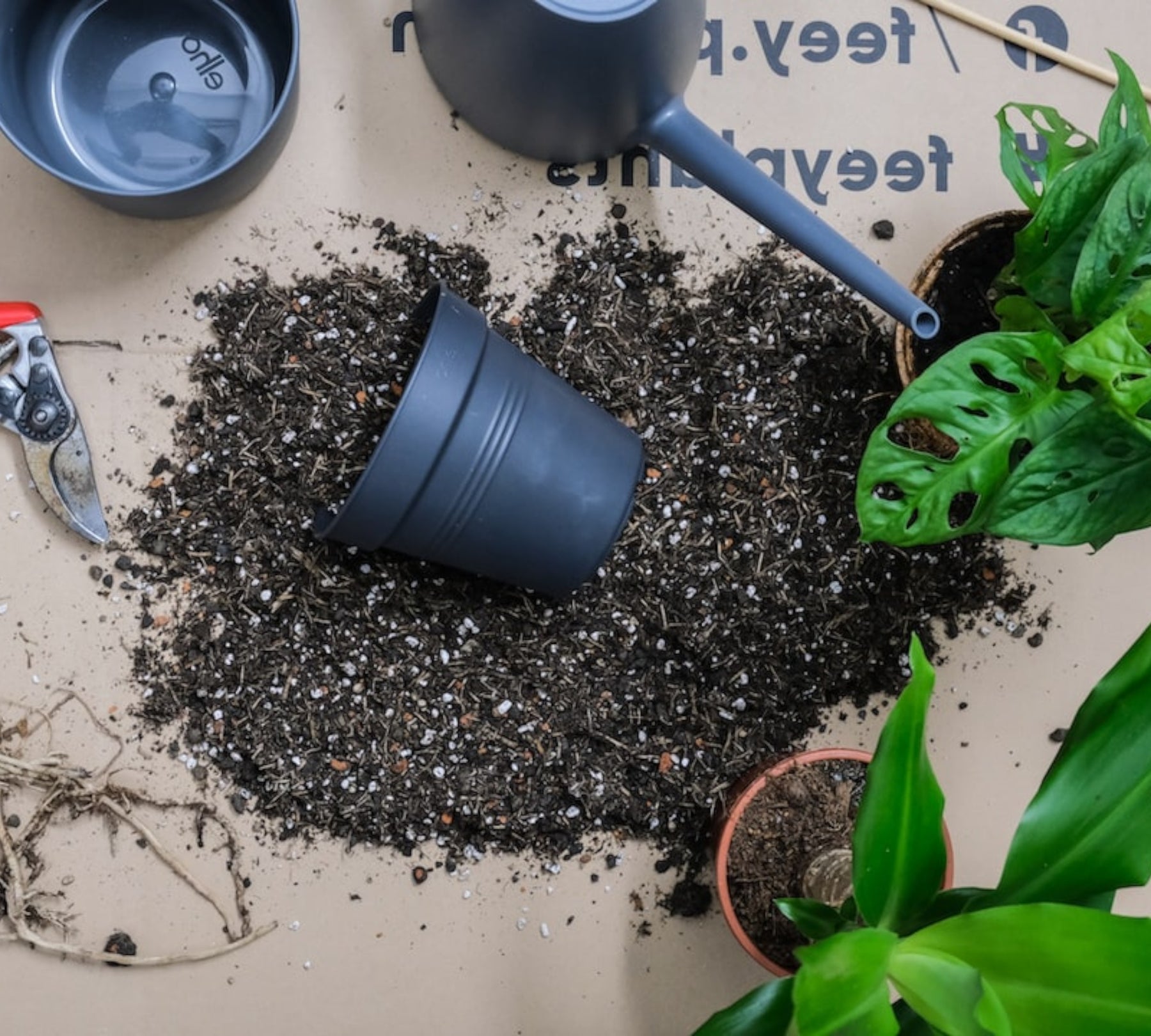 Sturon Nursery | Premium Quality of Plants